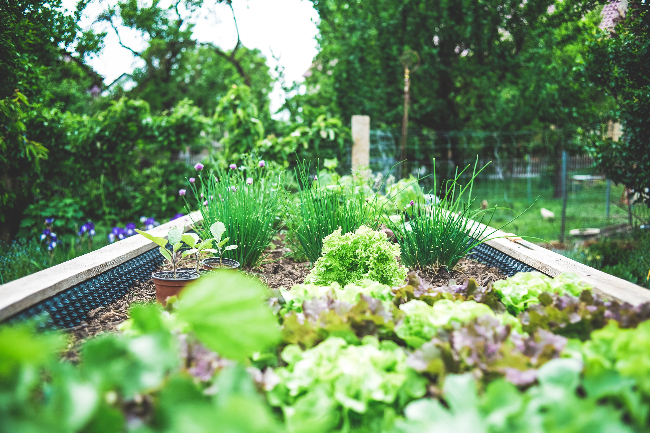 Growing Your Own Oasis: A Guide to Creating an Organic Garden – Eco ...